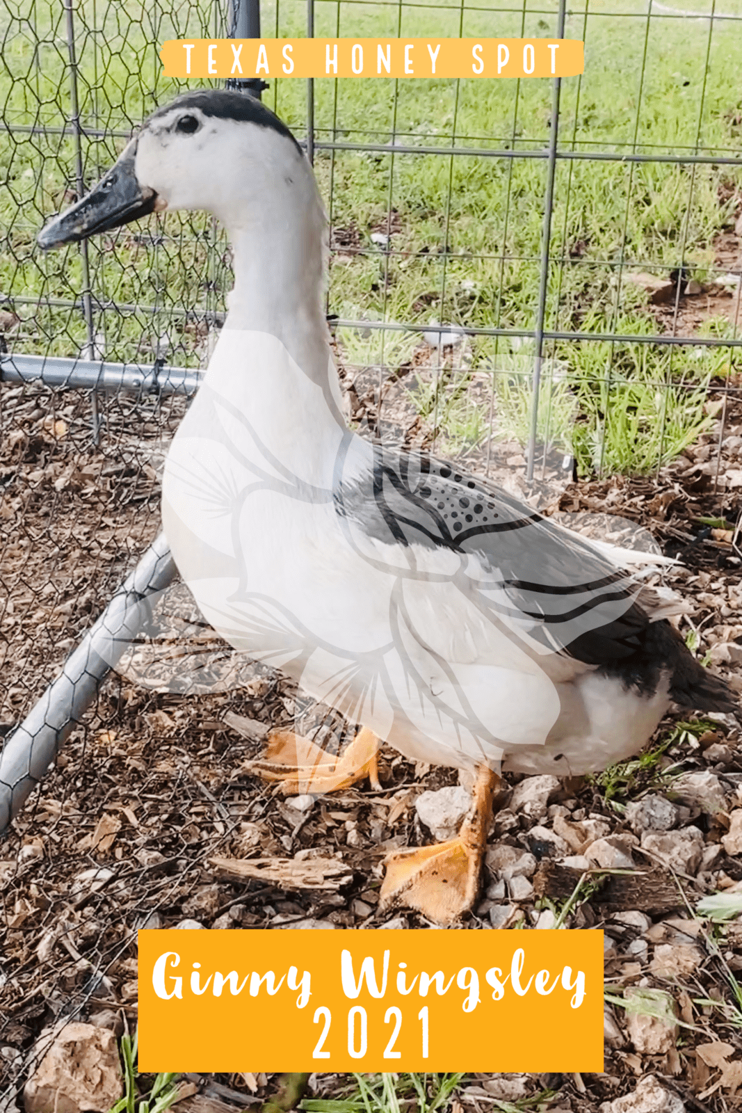 The Texas Honey Spot | Magpie Ducks