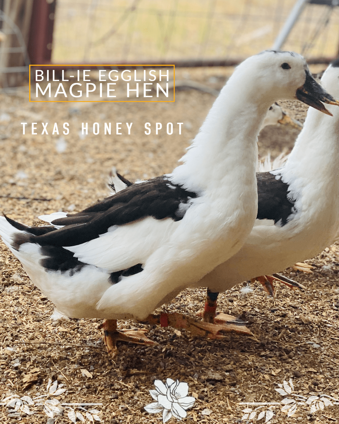 Texas Honey Spot | Magpie Ducks
