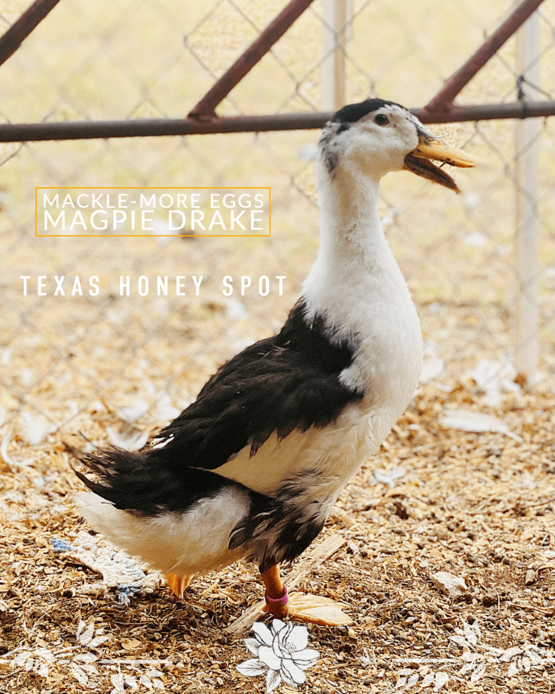 Texas Honey Spot | Magpie Ducks