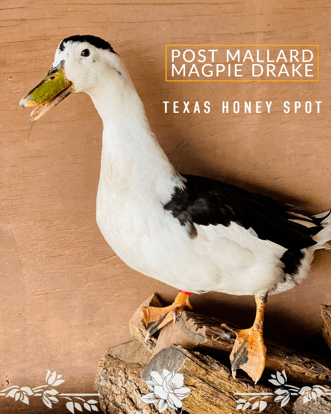 Texas Honey Spot | Magpie Ducks